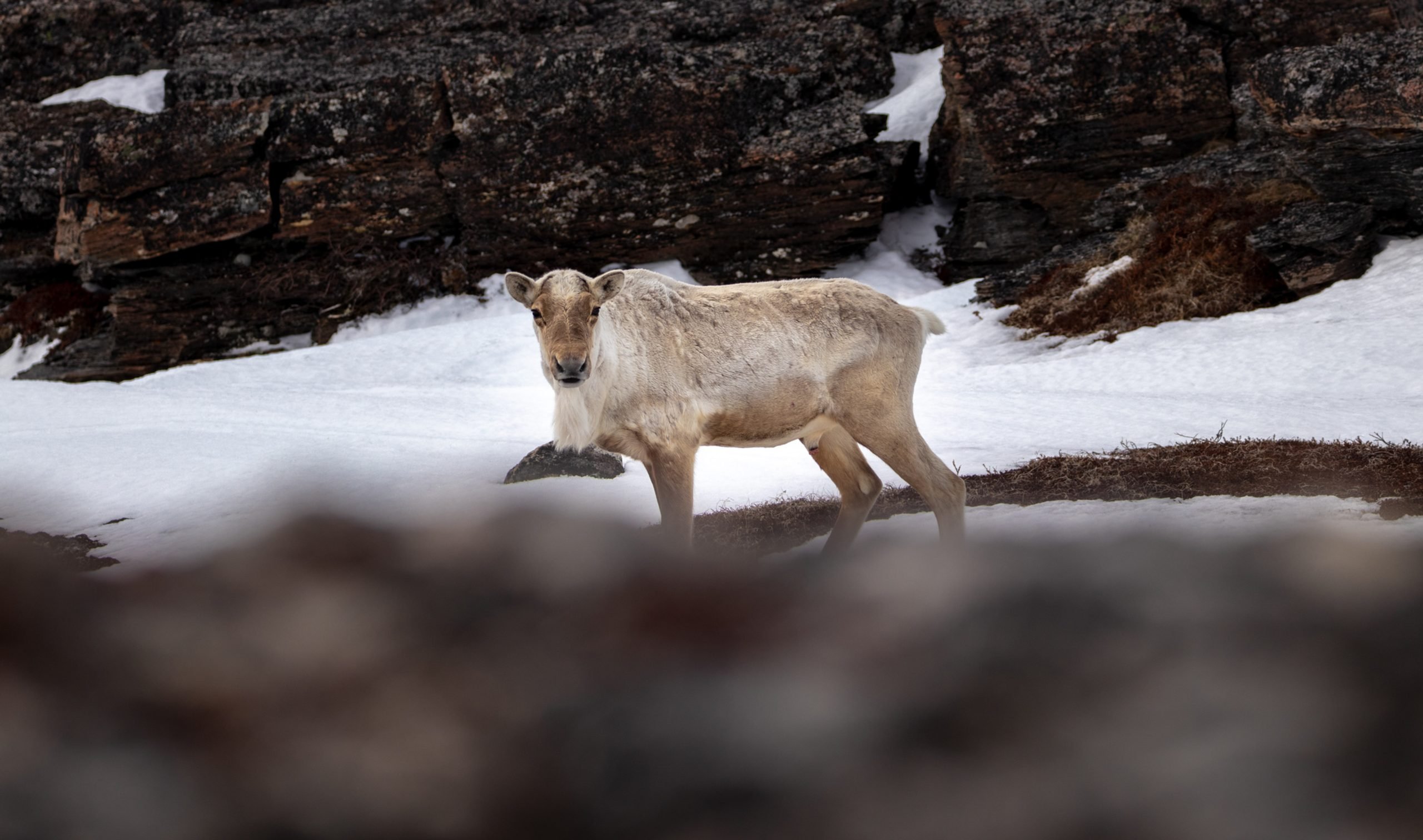 Inuit-led project tells the story of Inuit connections with caribou ...