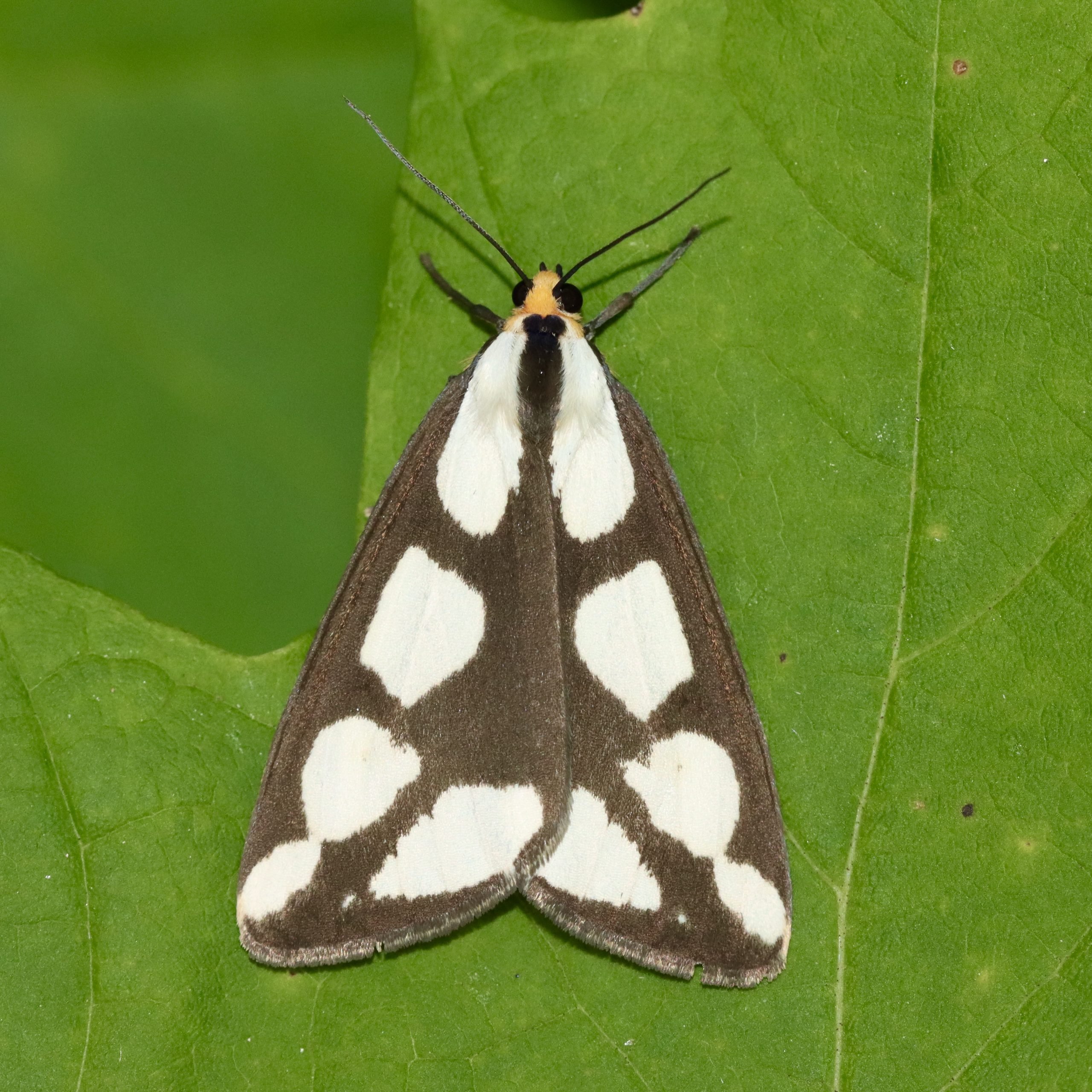 10 things you didn’t know about moths | Canadian Geographic