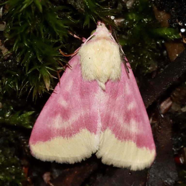10 things you didn’t know about moths | Canadian Geographic