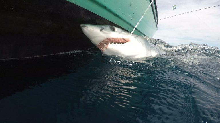 Dead or alive: A dive into the landing ban on endangered shortfin mako ...