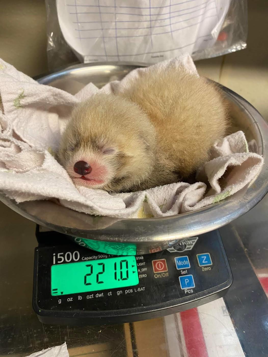 Interview with Dolf DeJong on helping endangered red panda populations ...