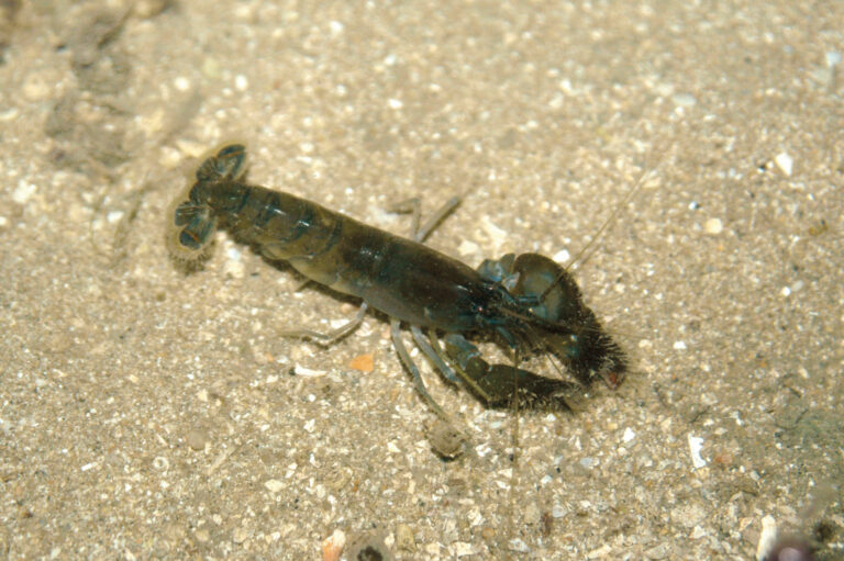 Bioacoustics: What nature’s sounds can tell us about the health of our ...