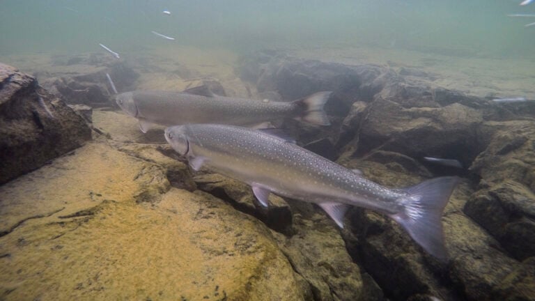 Animal Facts: Arctic char | Canadian Geographic