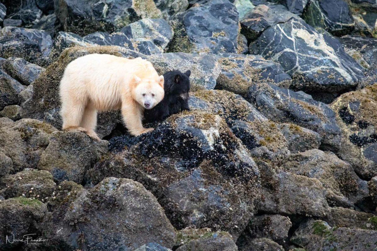 Wildlife Wednesday: SOS! Save our spirit bears! | Canadian Geographic