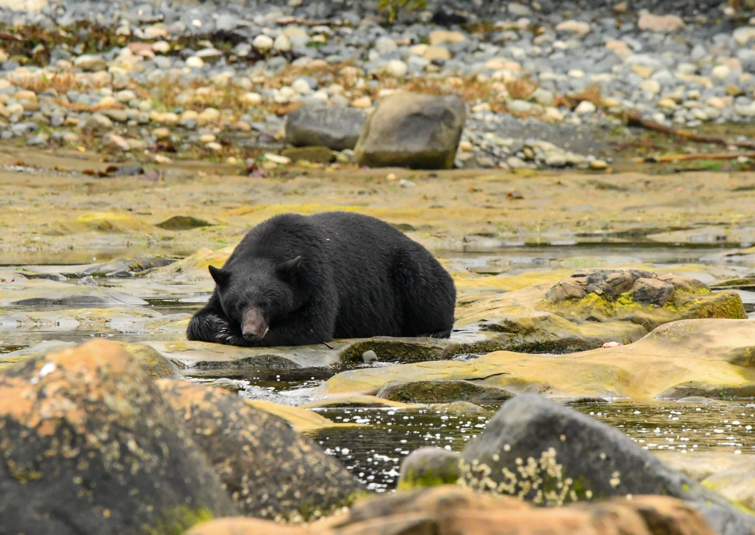 Animal Facts: Black bear | Canadian Geographic