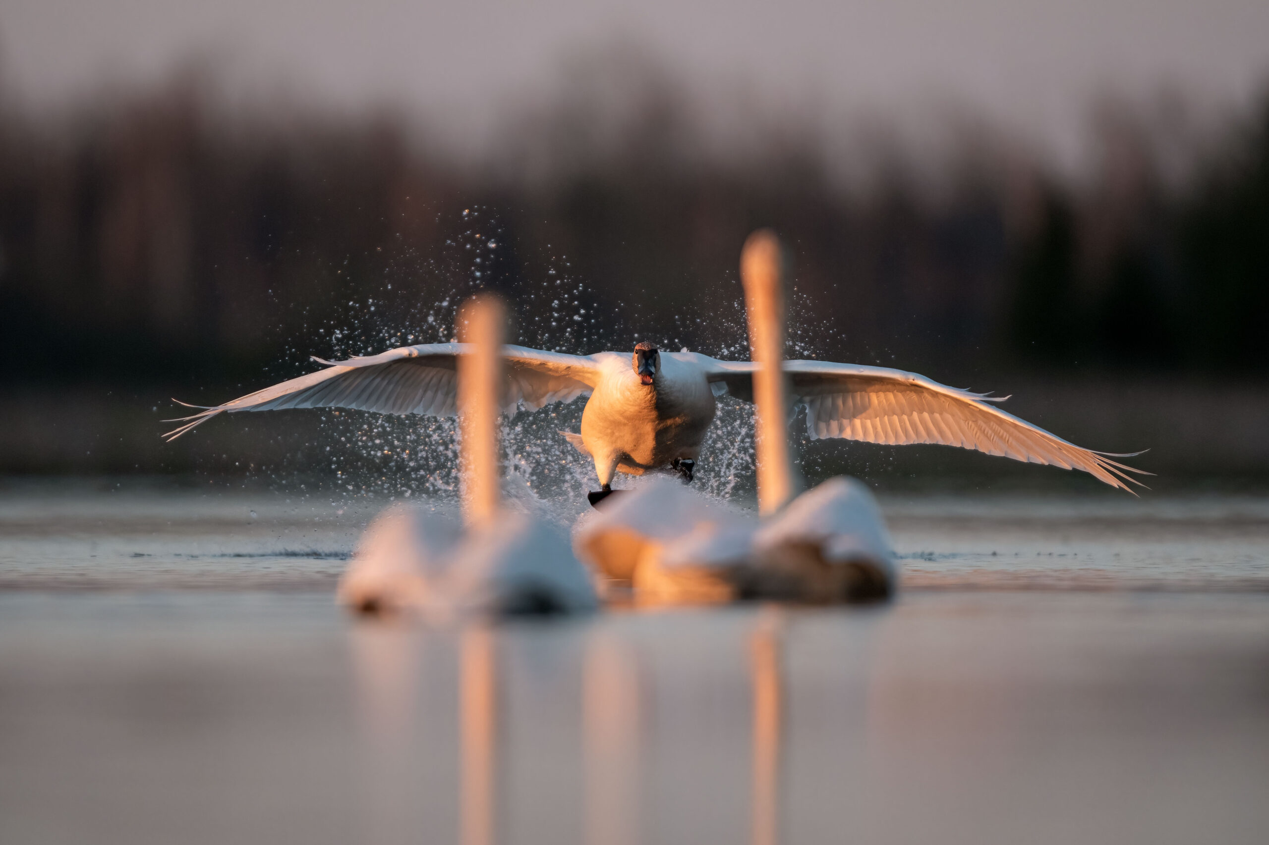 Announcing the winners of the 2022 Canadian Wildlife Photography of the ...