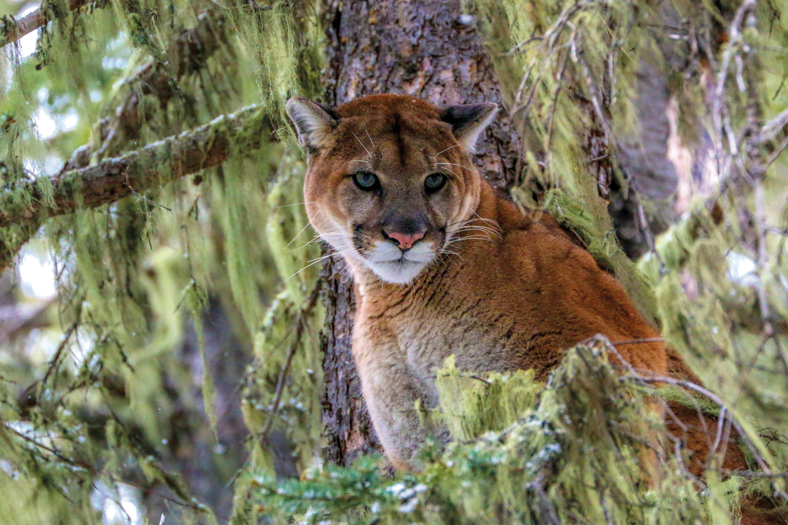 Bioacoustics: What nature’s sounds can tell us about the health of our ...