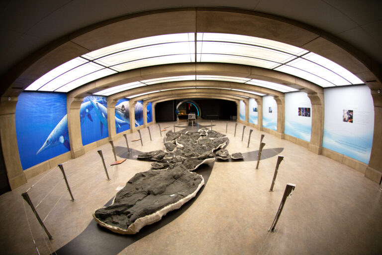 A discovery of colossal proportions: uncovering the ichthyosaur ...