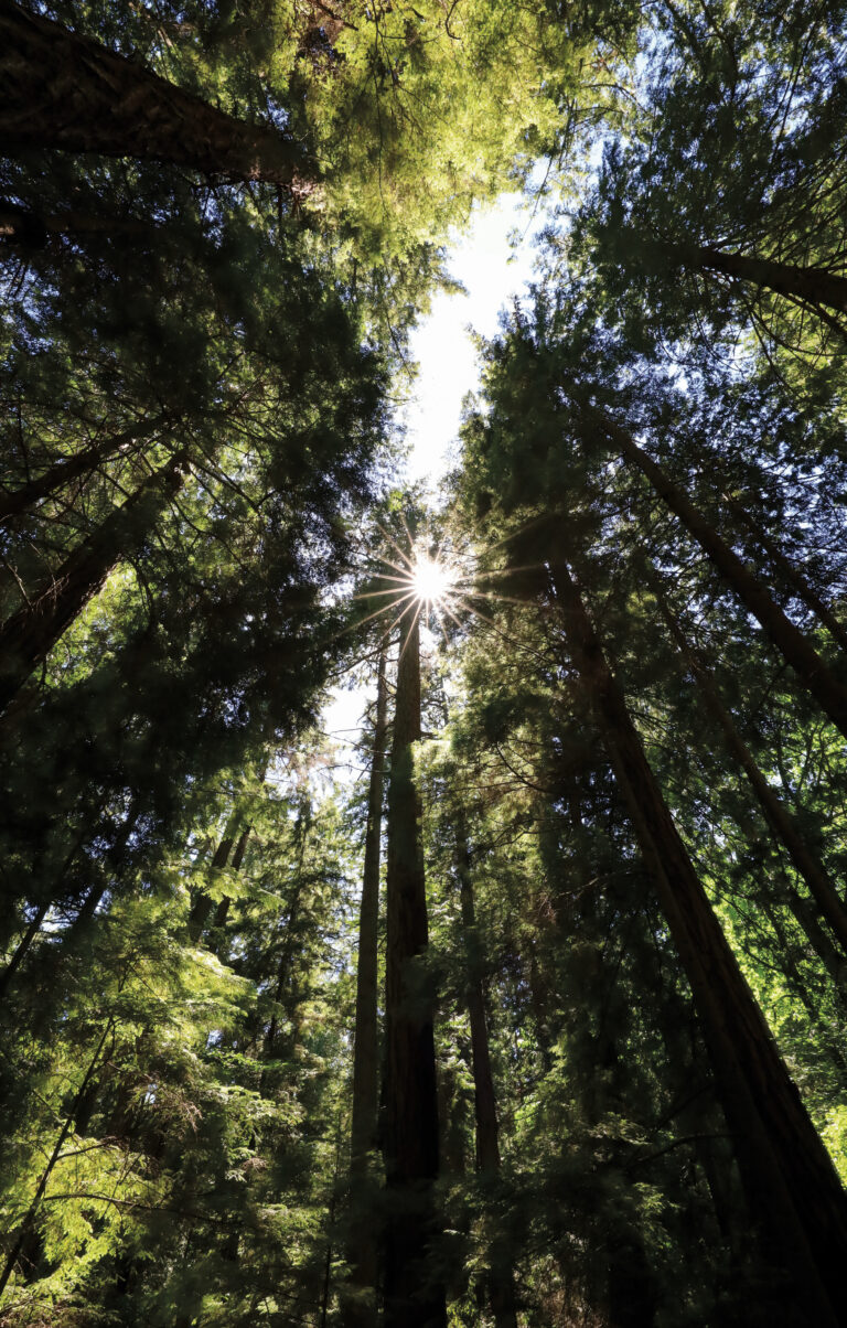 Bioacoustics: What nature’s sounds can tell us about the health of our ...