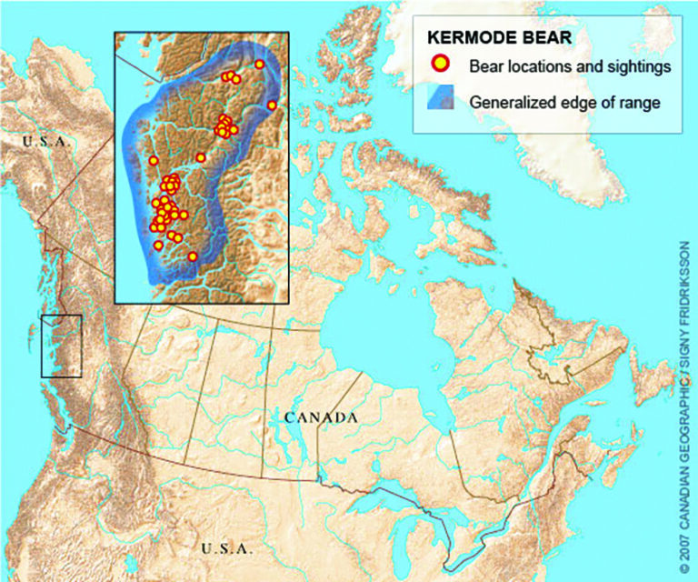 Animal Facts: Kermode (spirit) bear | Canadian Geographic
