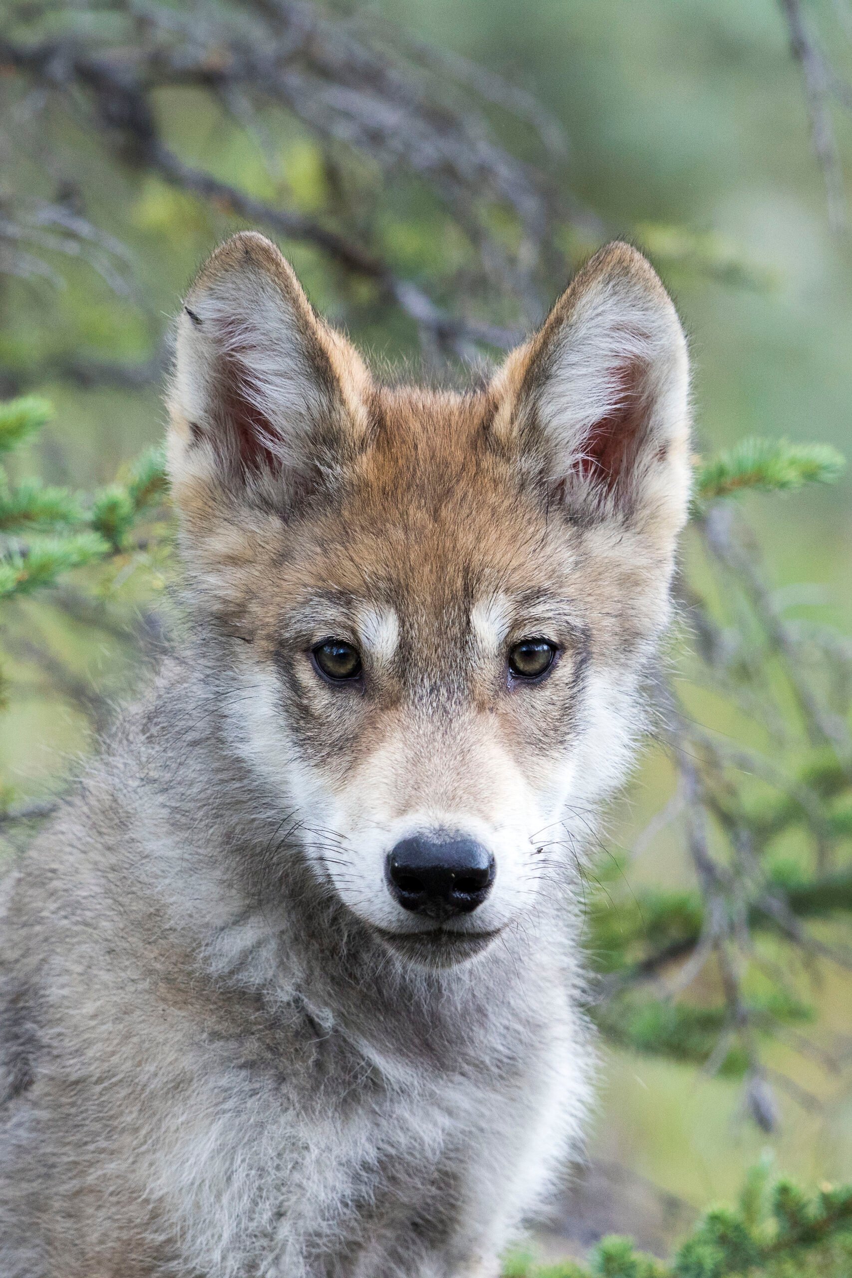 Wildlife photographer spends five years following a wild wolf pack in ...