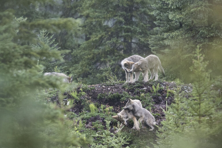 Wildlife photographer spends five years following a wild wolf pack in ...