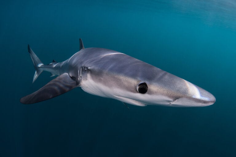 Wildlife Wednesday: blue shark sightings boom in the Bay of Fundy ...