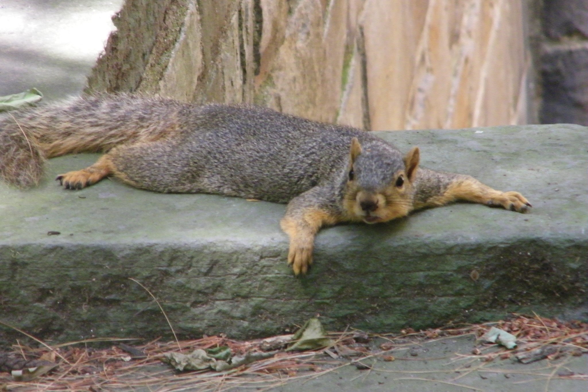 Wildlife Wednesday: blue shark sightings boom in the Bay of Fundy ...