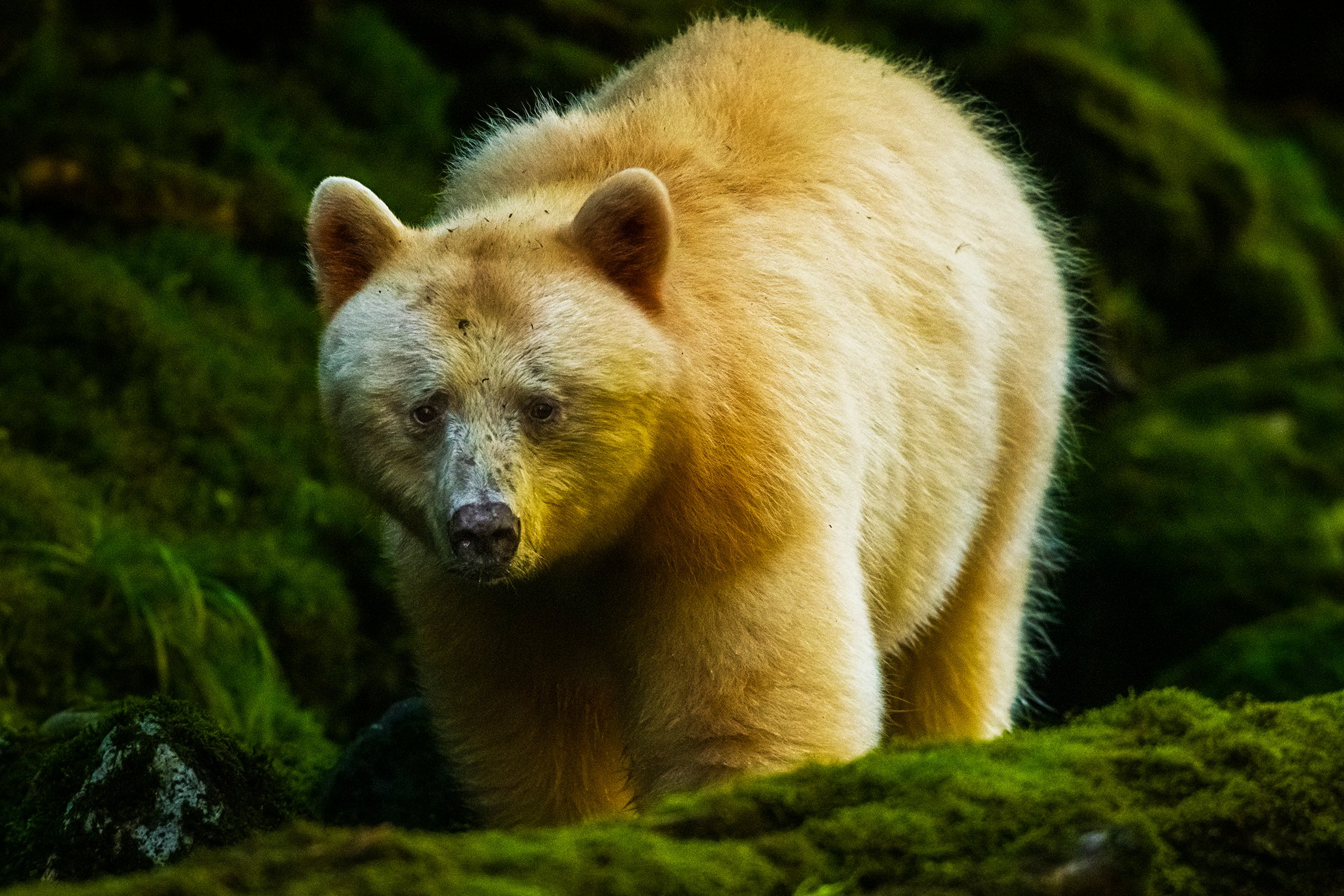 Great Bear Rainforest with Canadian Geographic | Canadian Geographic