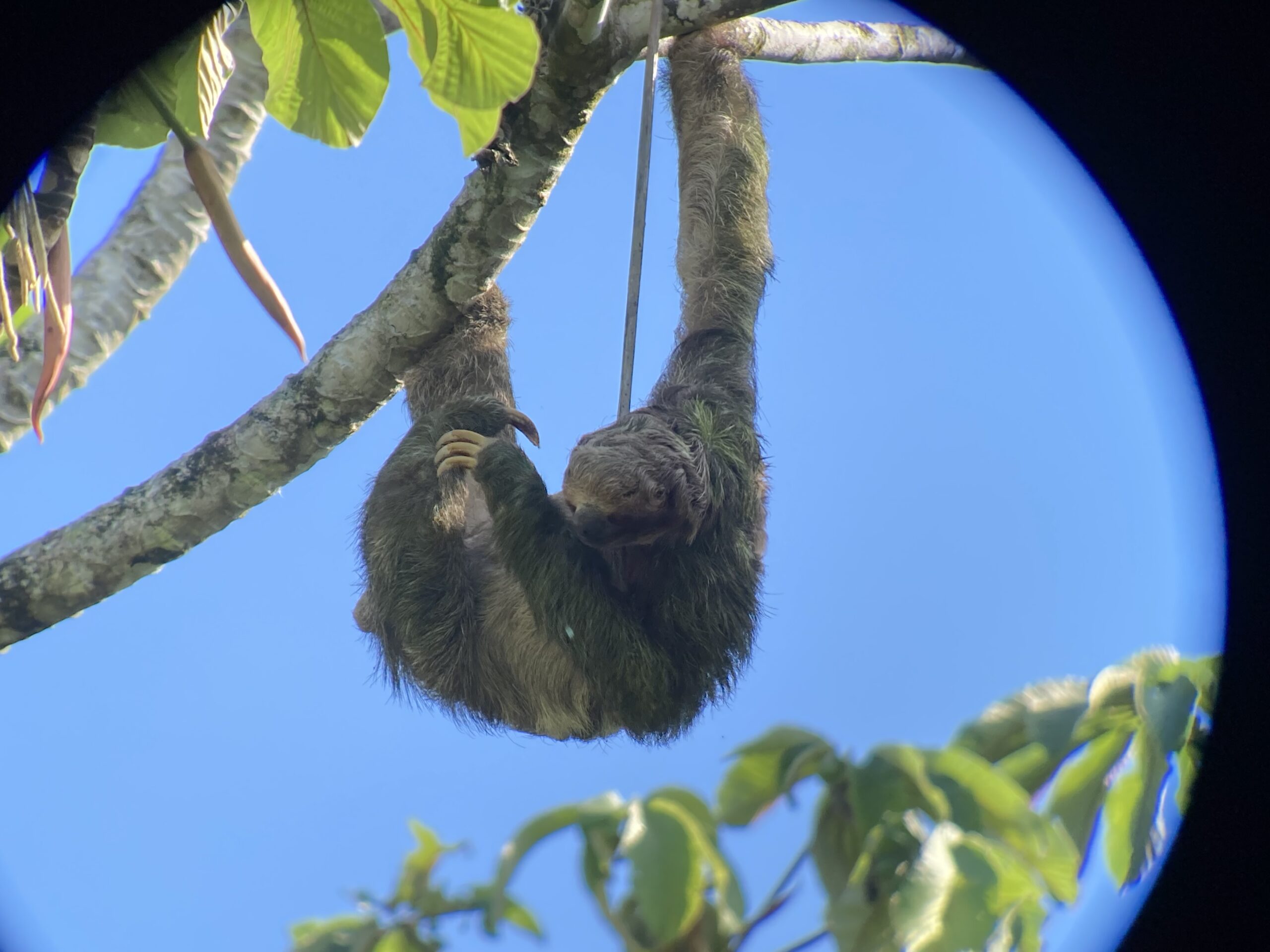 Costa Rica: An incredible (mostly) birding adventure | Canadian Geographic