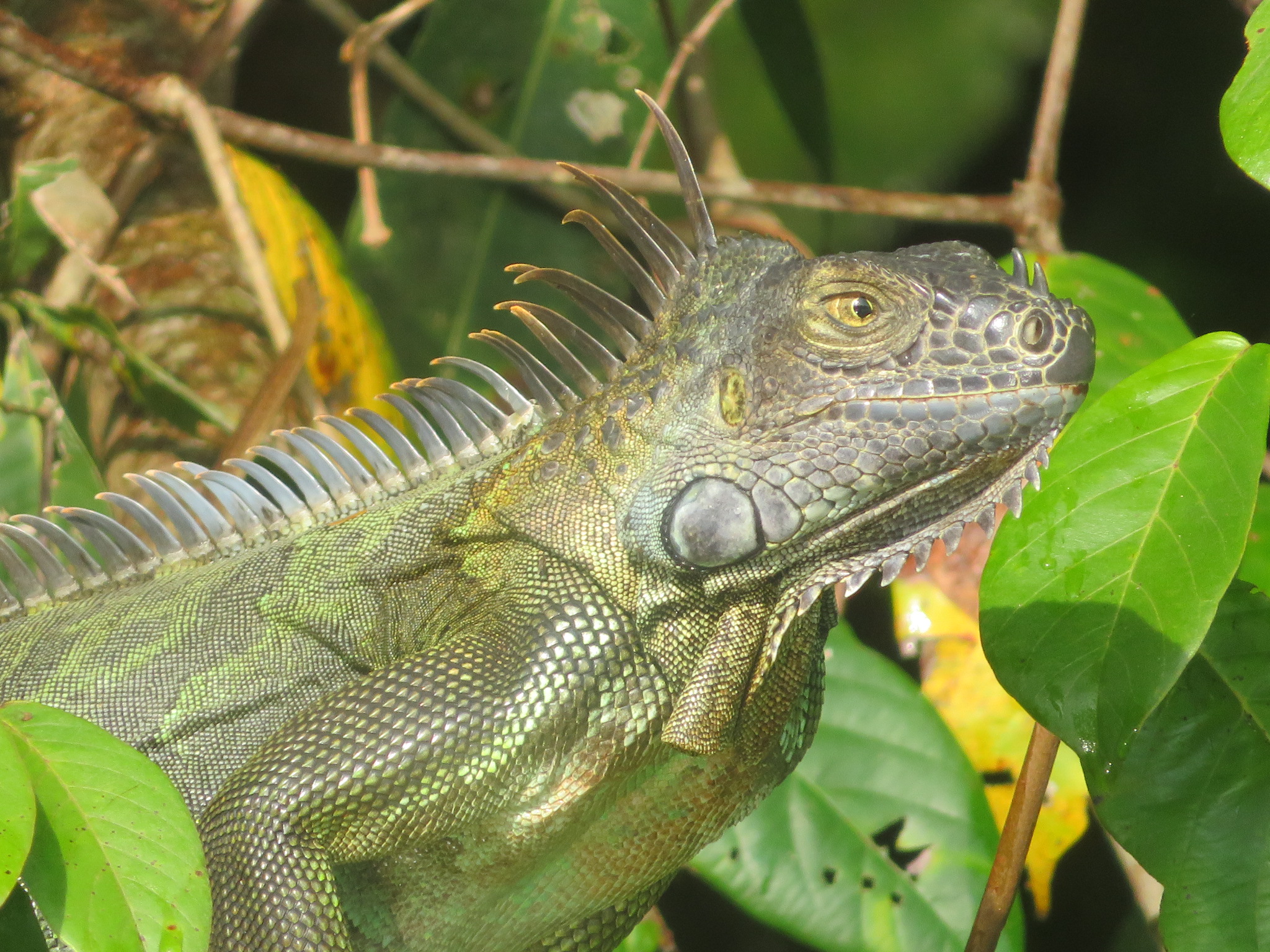 Costa Rica: An incredible (mostly) birding adventure | Canadian Geographic