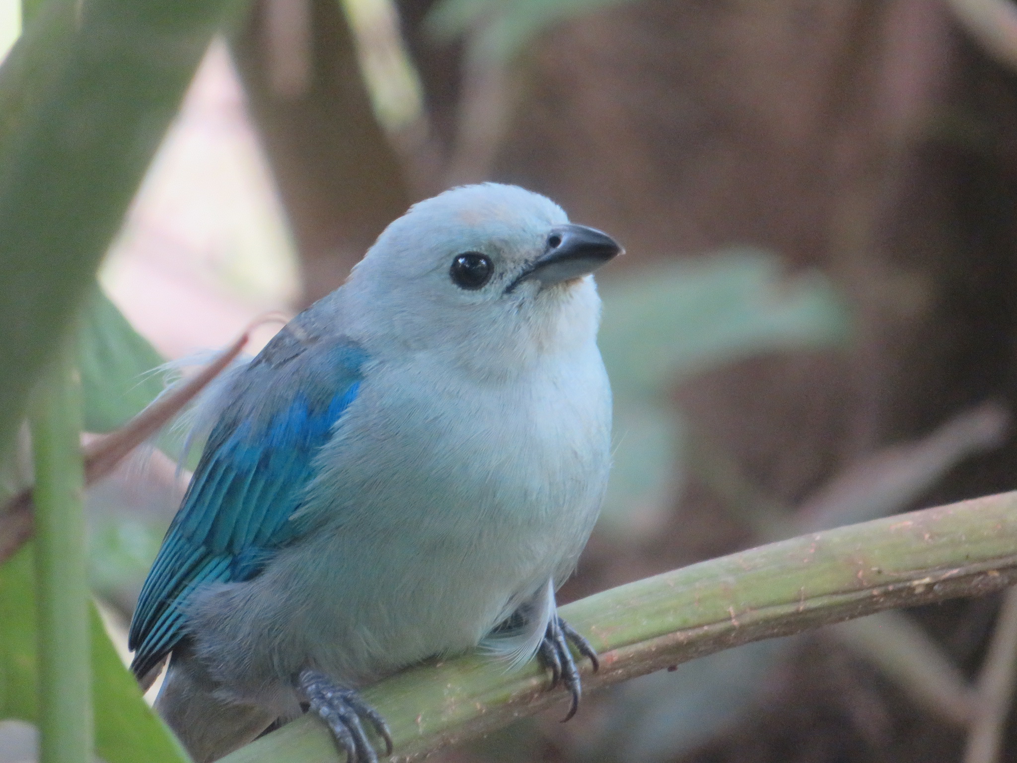 Costa Rica: An incredible (mostly) birding adventure | Canadian Geographic