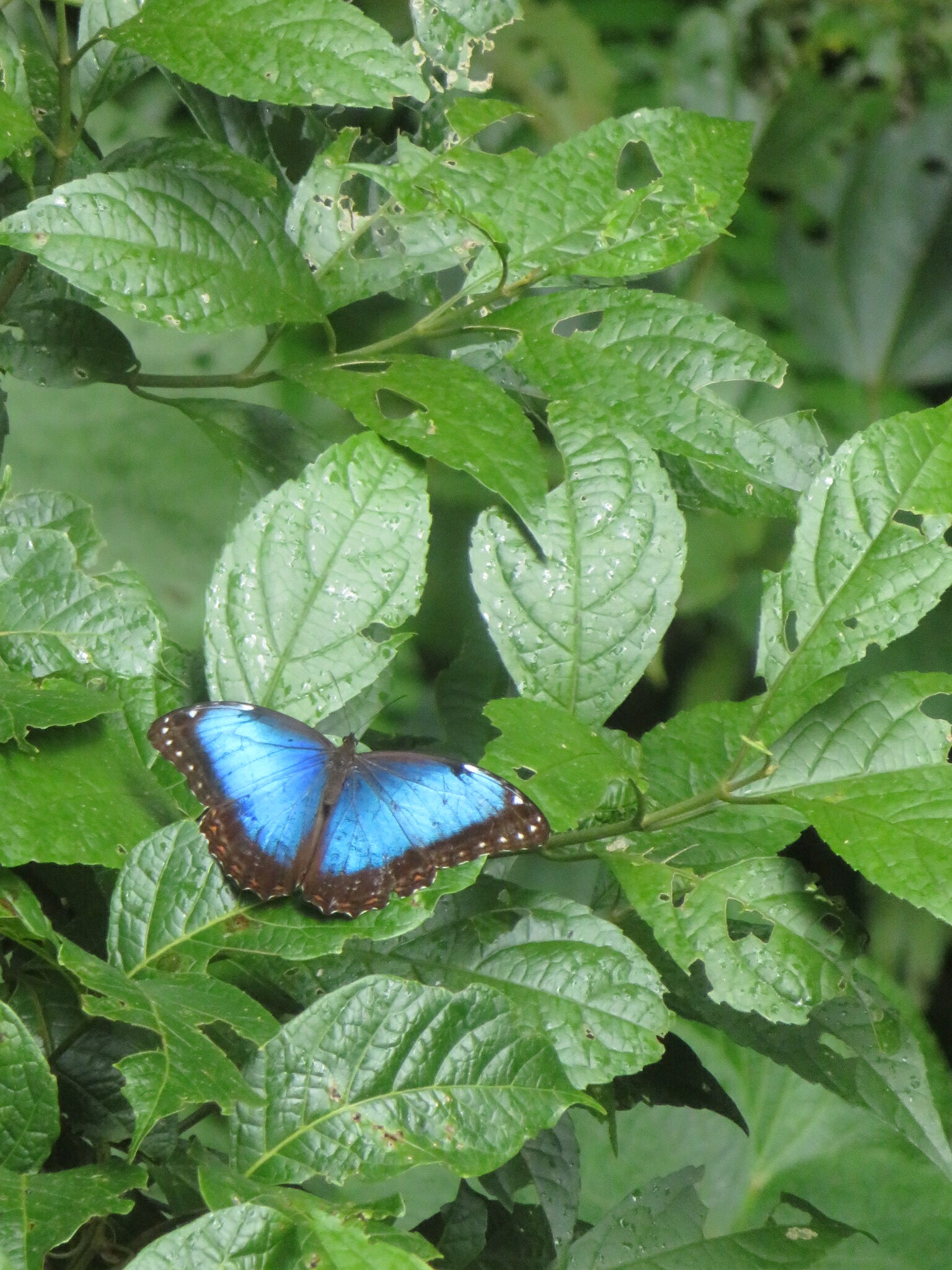 Costa Rica: An incredible (mostly) birding adventure | Canadian Geographic