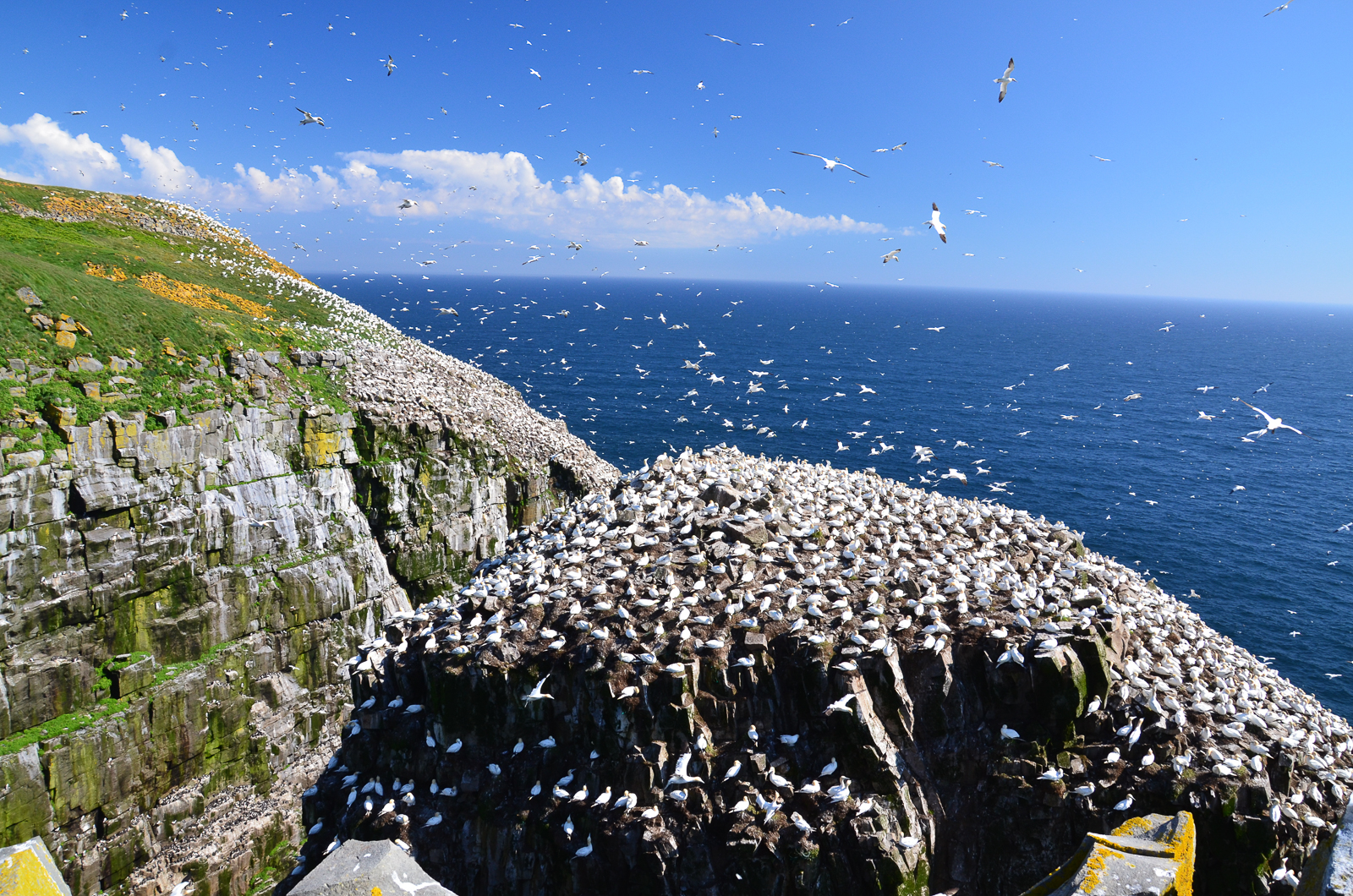 Newfoundland Birding with Canadian Geographic | Canadian Geographic