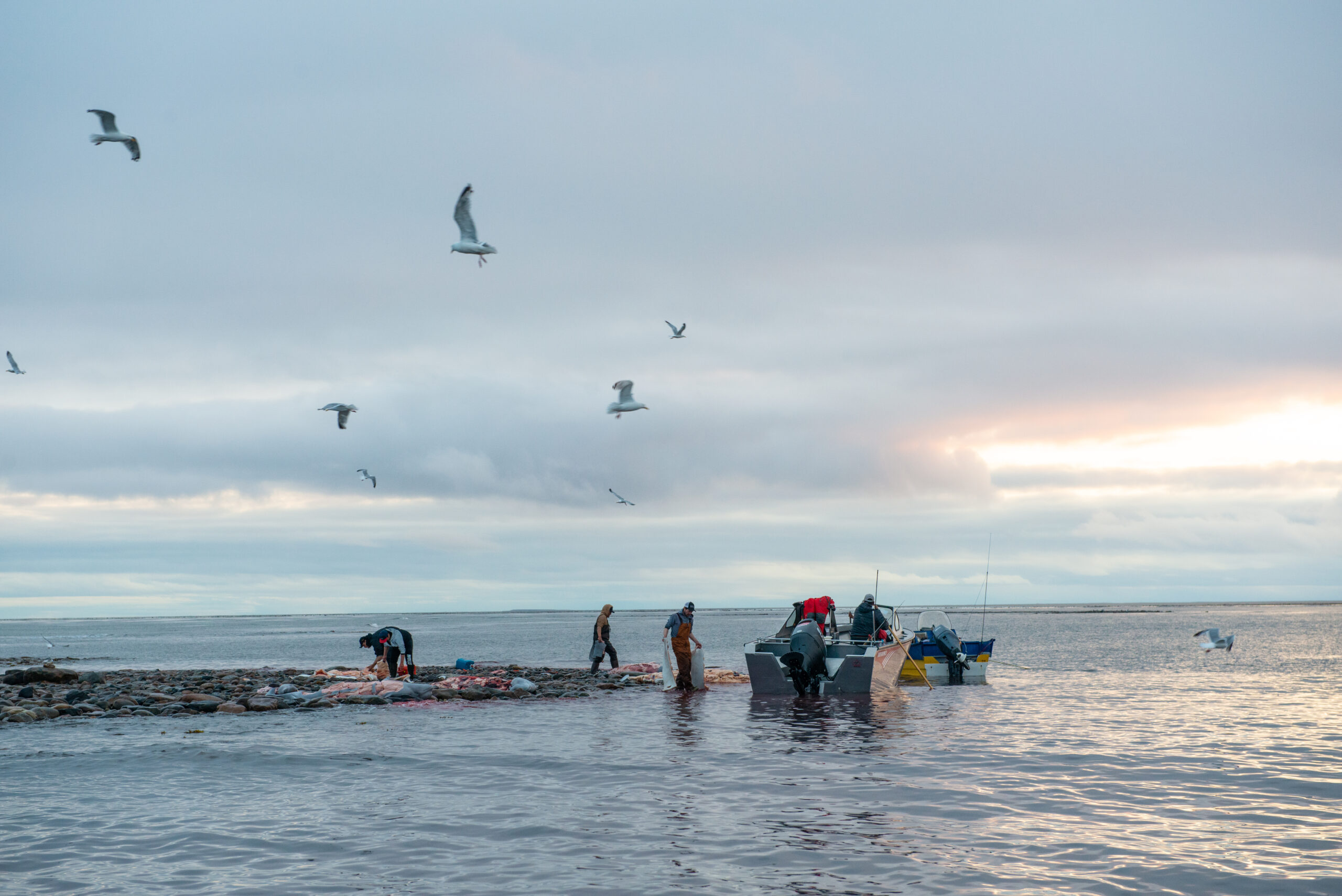 With old traditions and new tech, young Inuit chart their changing ...