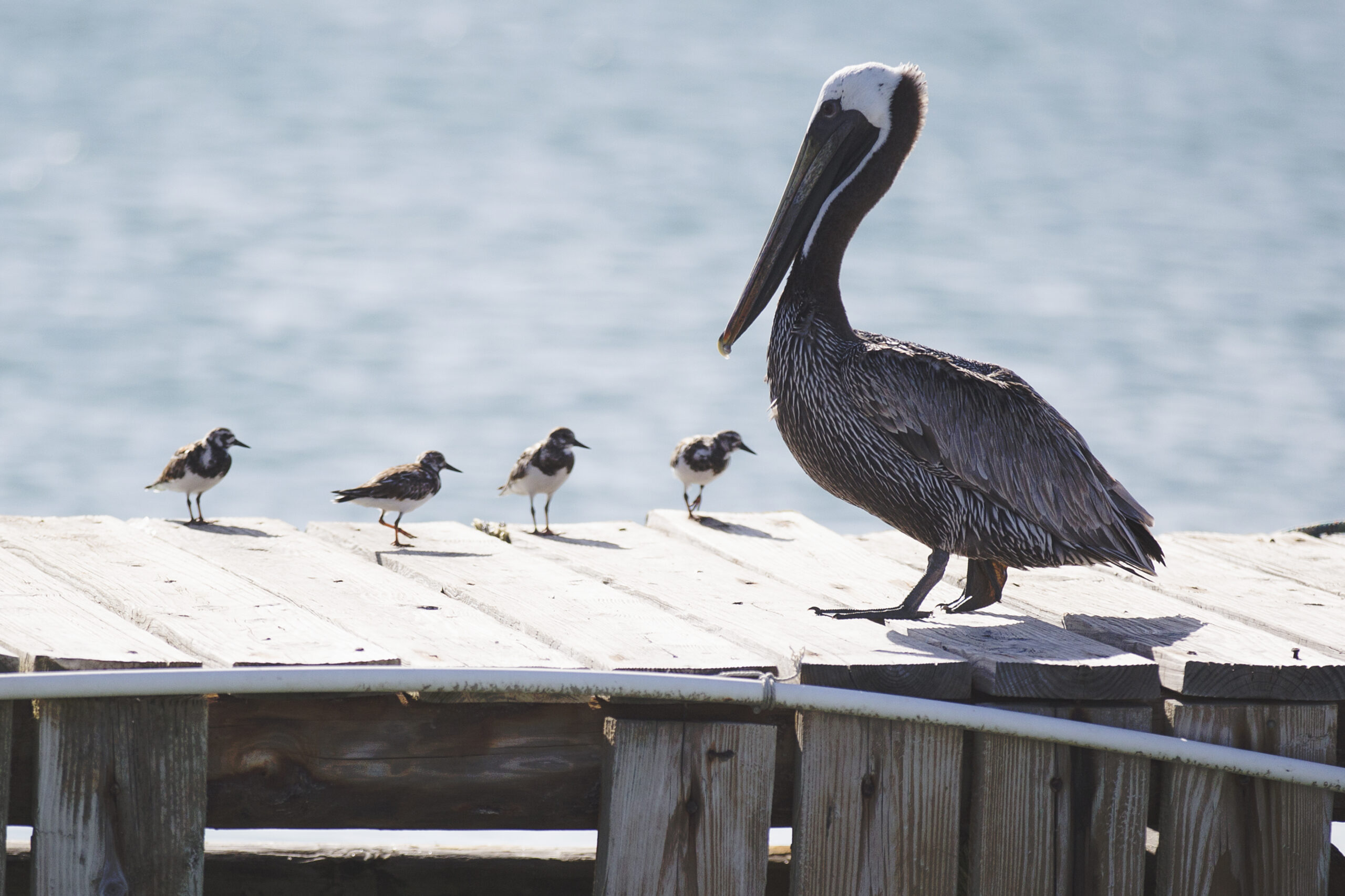 Going wild on Bonaire | Canadian Geographic