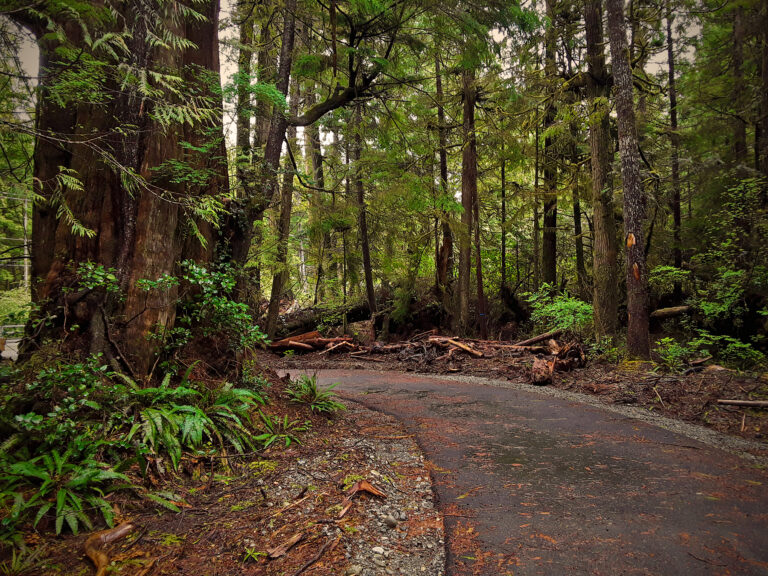 “Going the right direction on the path” ʔapsčiik t̓ašii trail opens in ...