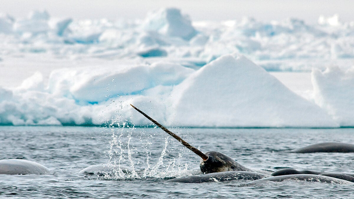 Wildlife Wednesday: how chaos theory can explain narwhals’ weird ...