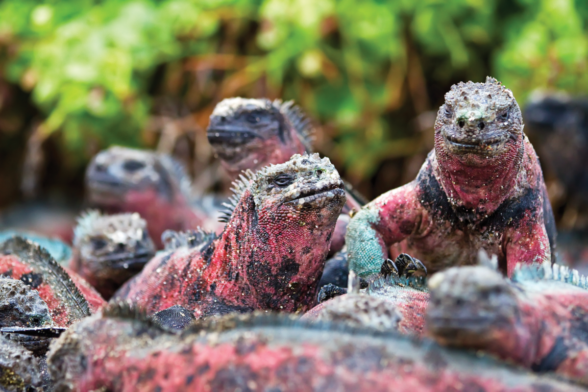 The wonderful wildlife of the Galapagos | Canadian Geographic