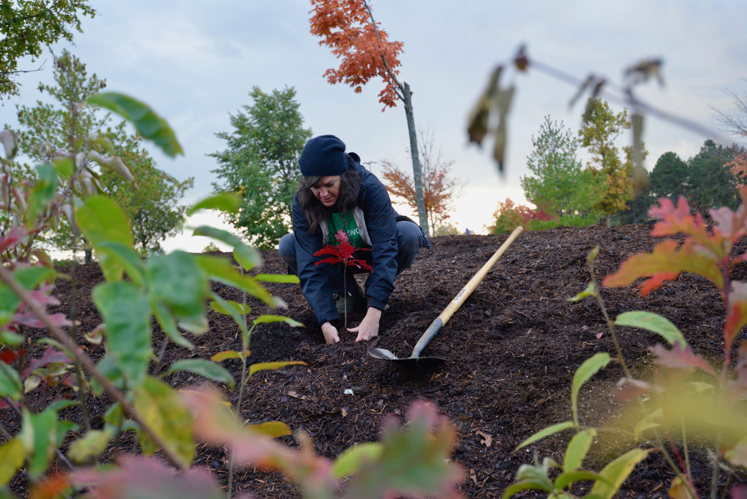 Network of Nature: The new program working to restore Canada’s biodiversity, one plant at a time ...