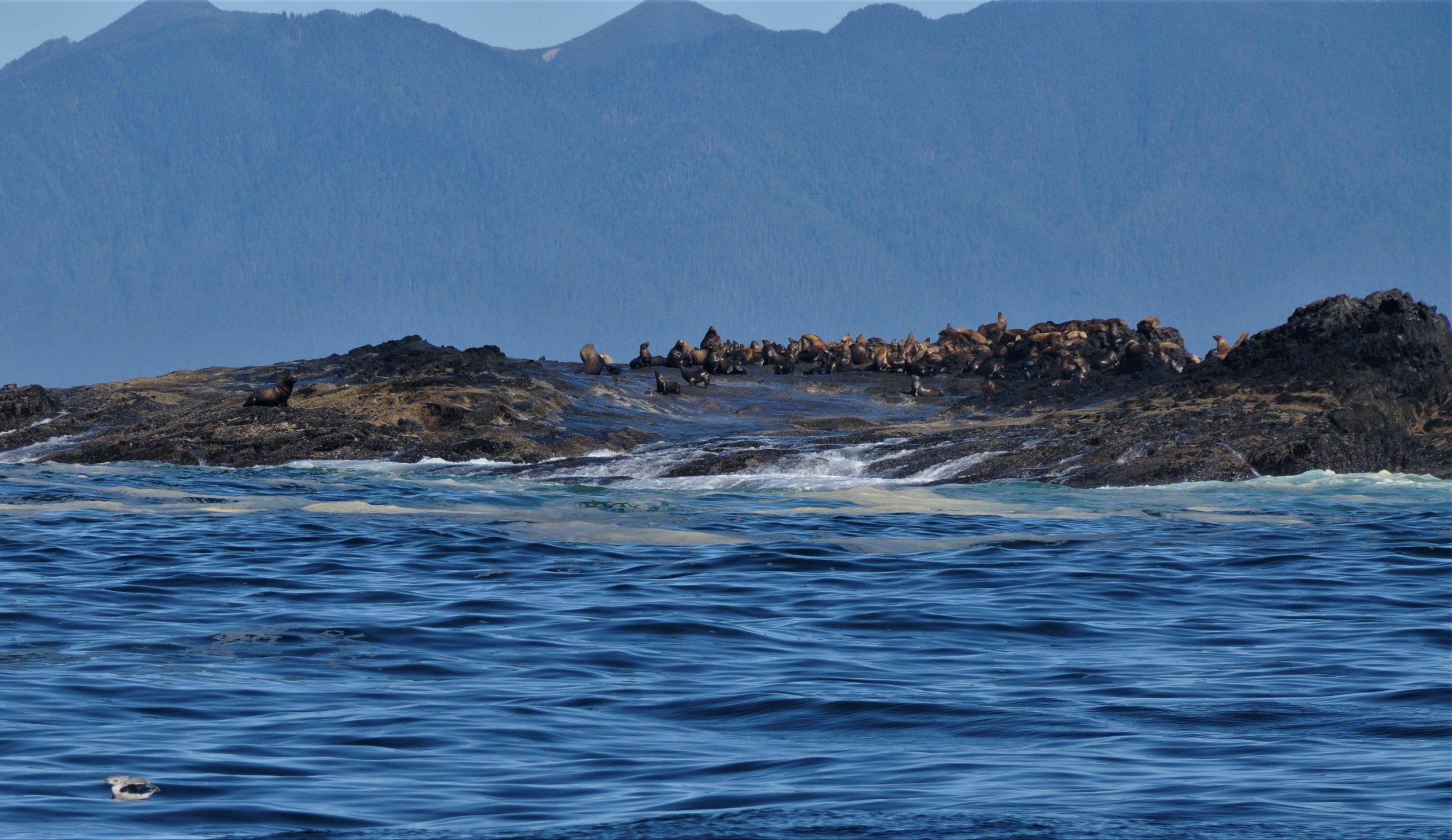 Exploring Vancouver Island’s wild side with RCGS Ambassador John P ...