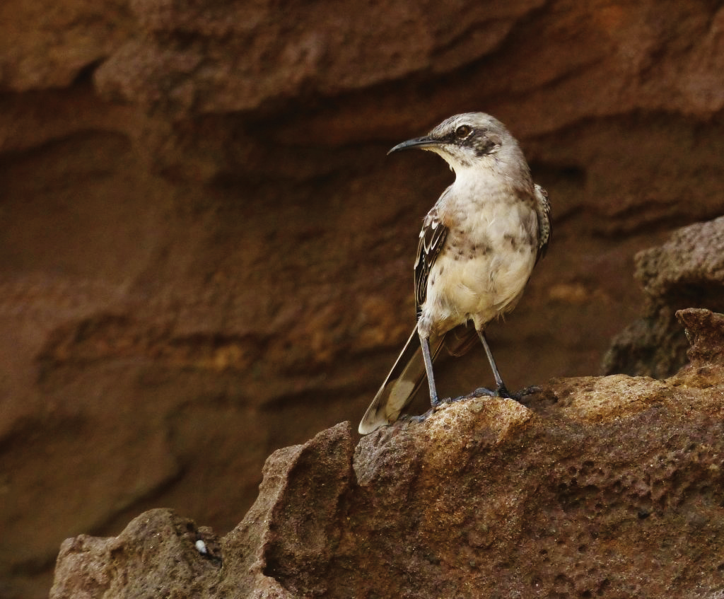 The wonderful wildlife of the Galapagos | Canadian Geographic