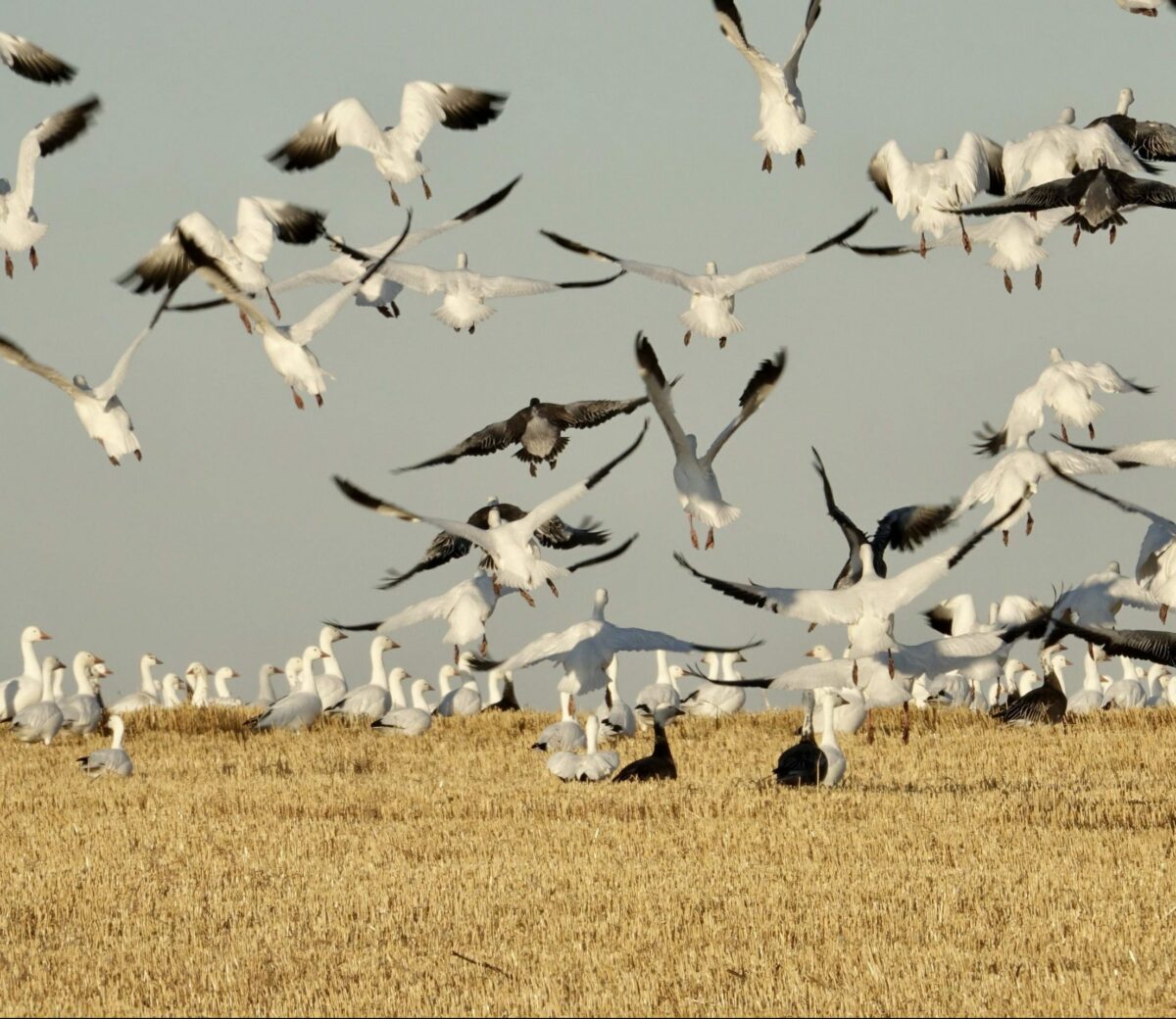 Birding opportunities in Saskatchewan | Canadian Geographic