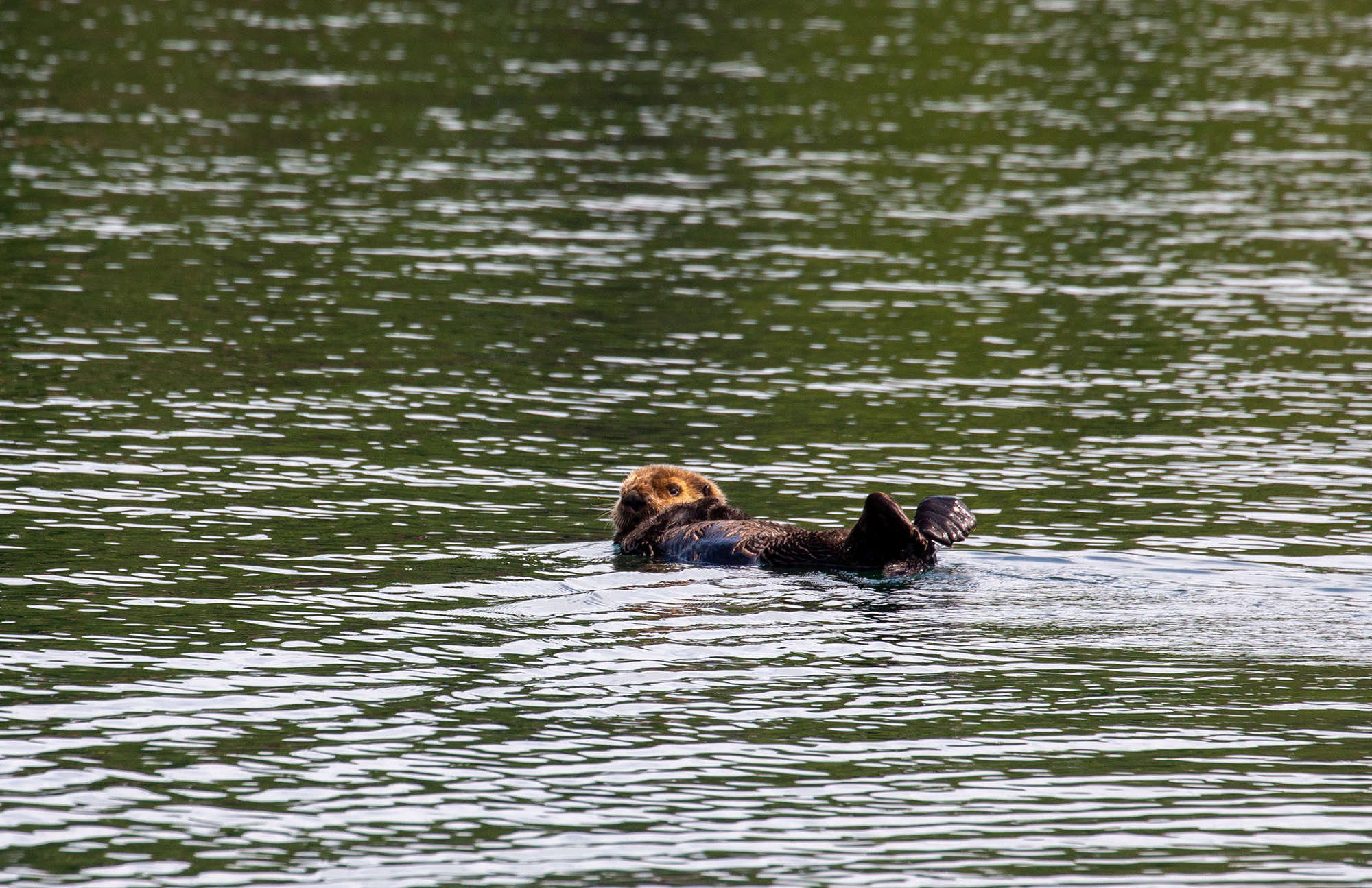 Exploring northern Vancouver Island by boat with Maple Leaf Adventures ...