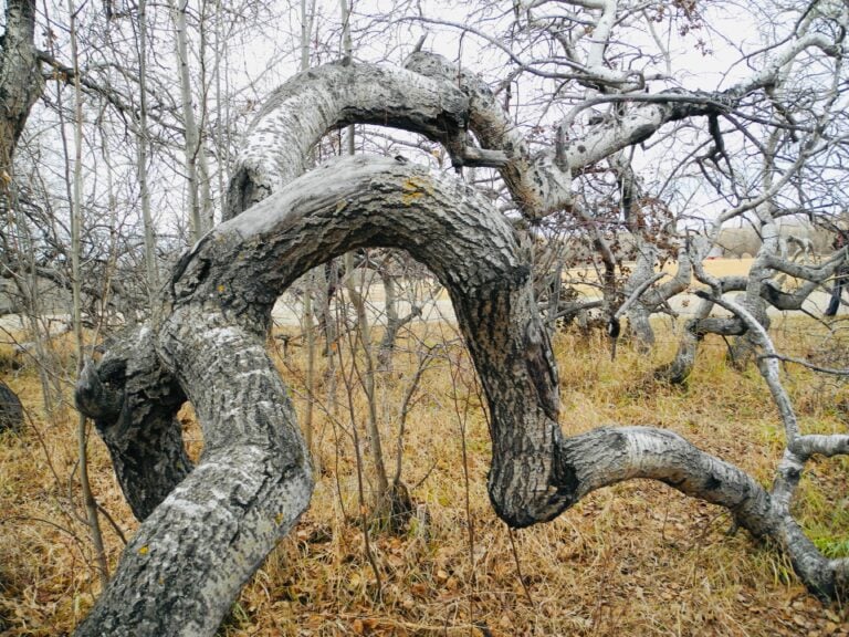 The Crooked Bush: Saskatchewan’s botanical phenomenon | Canadian Geographic