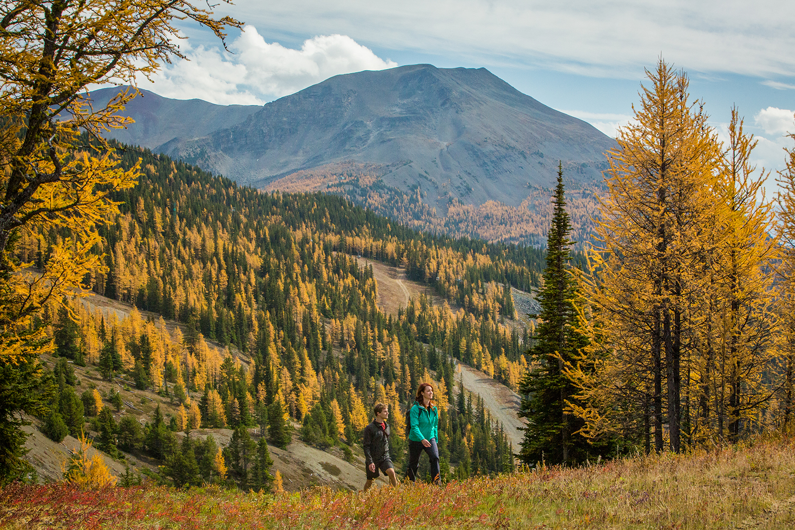 The best larch hikes in Alberta | Canadian Geographic