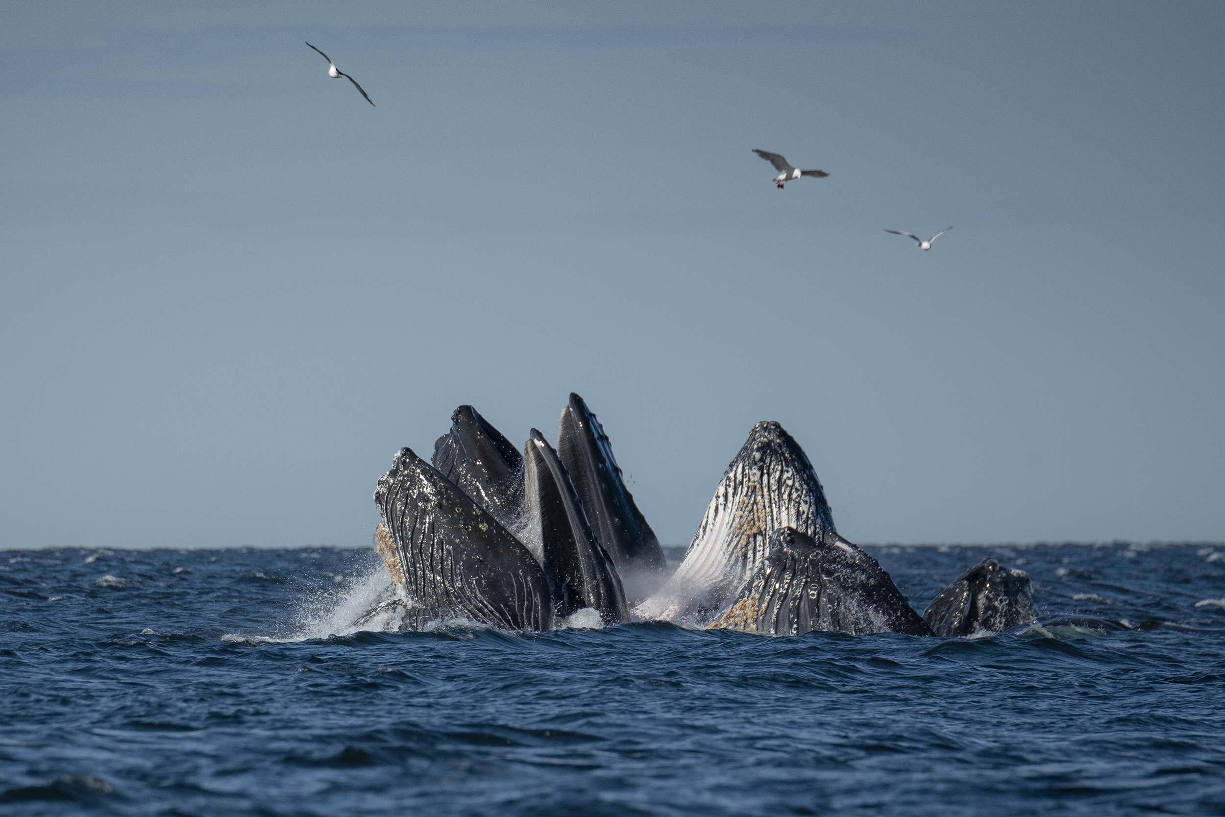 Touring B.C.’s Inside Passage through photos | Canadian Geographic