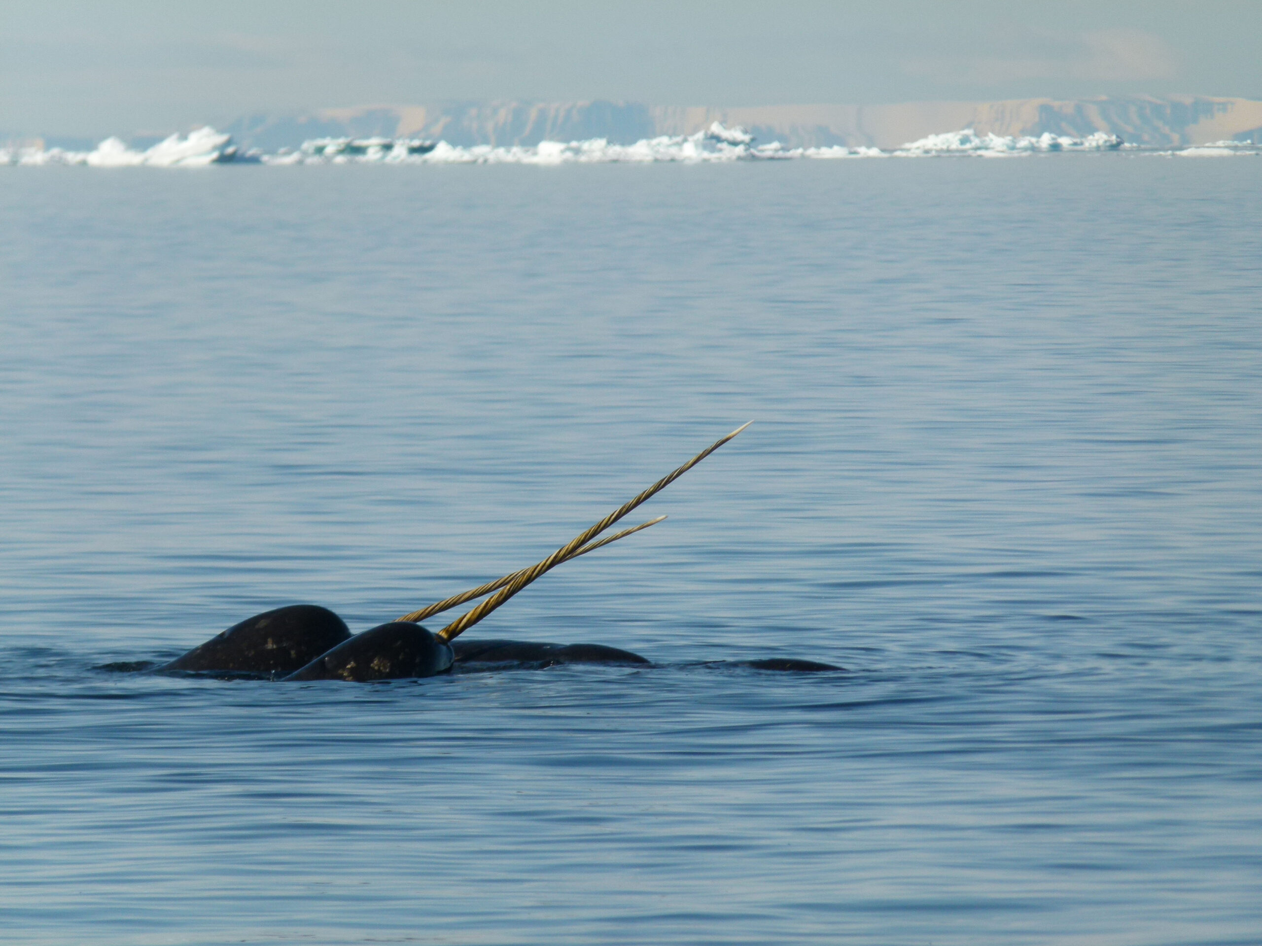 5 reasons to visit the floe edge with Arctic Kingdom | Canadian Geographic