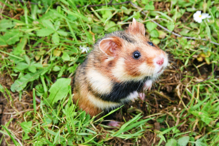 Why understanding animal behaviour is key for biodiversity conservation ...