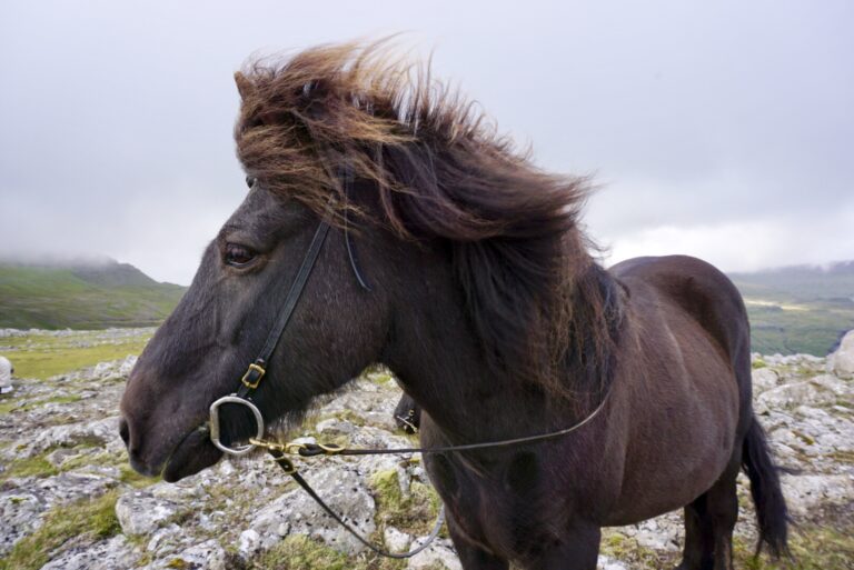 Magical realism in the Faroe Islands | Canadian Geographic