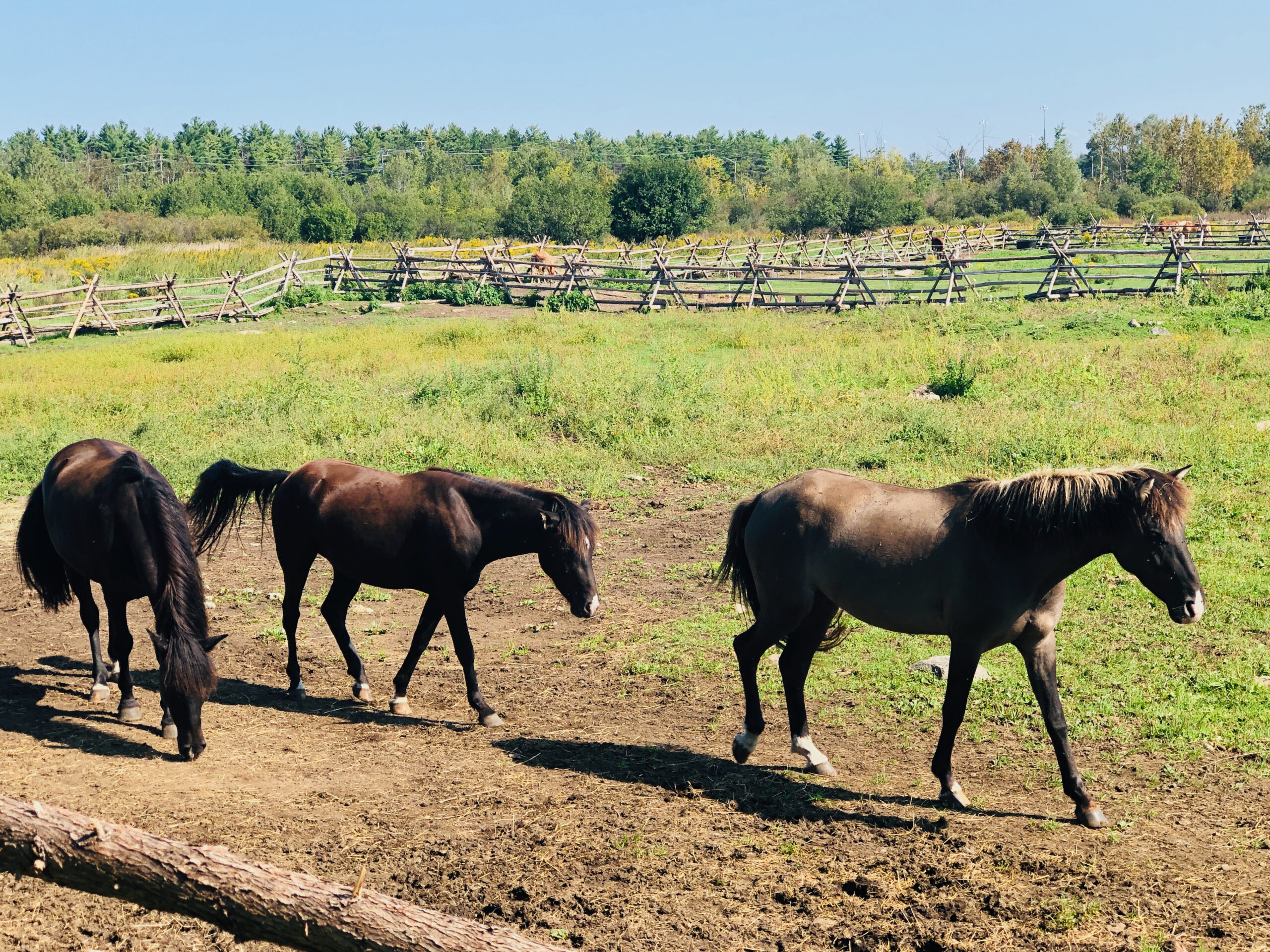 Ojibway spirit horses gallop into view | Canadian Geographic