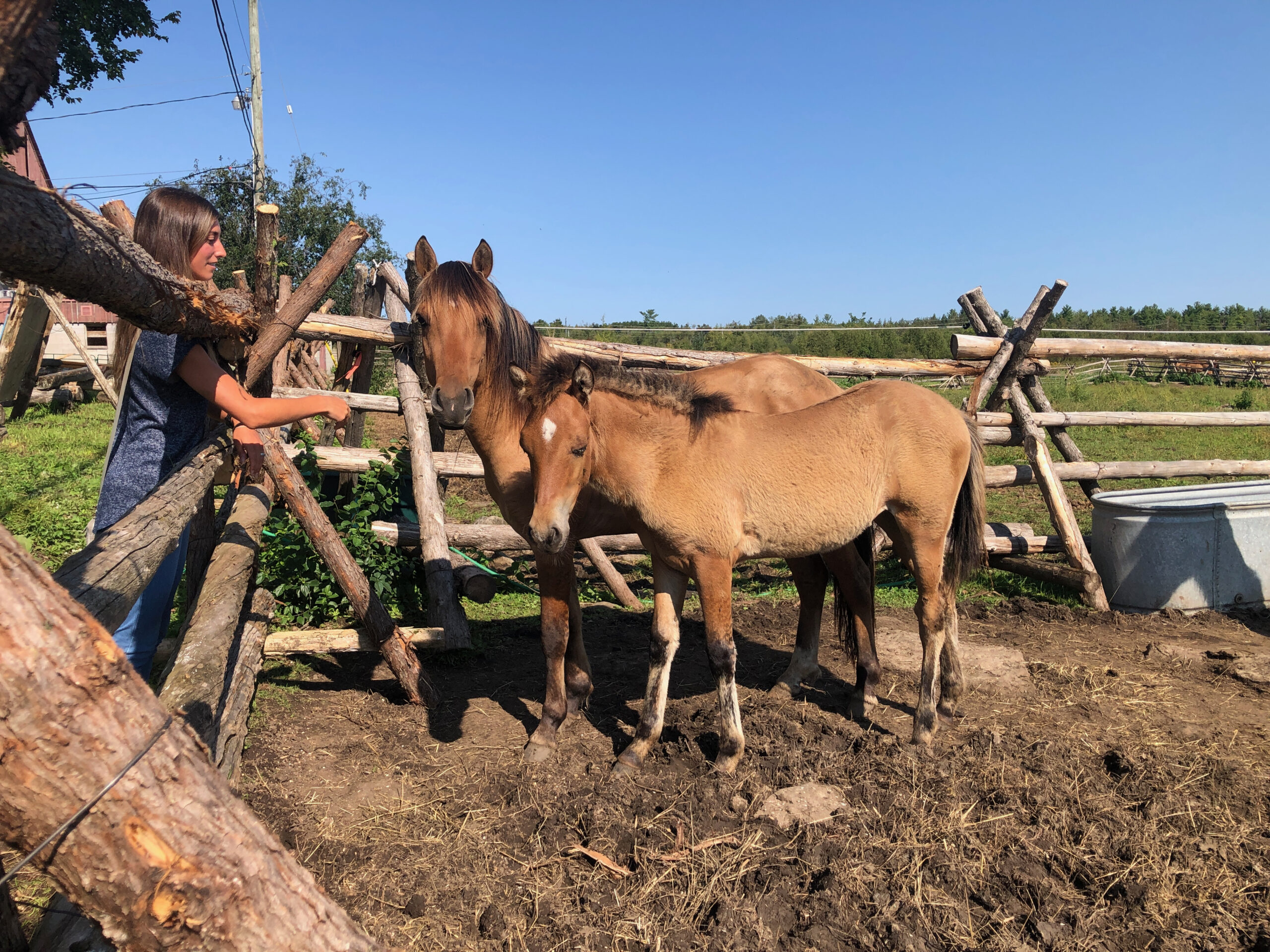 Ojibway spirit horses gallop into view | Canadian Geographic