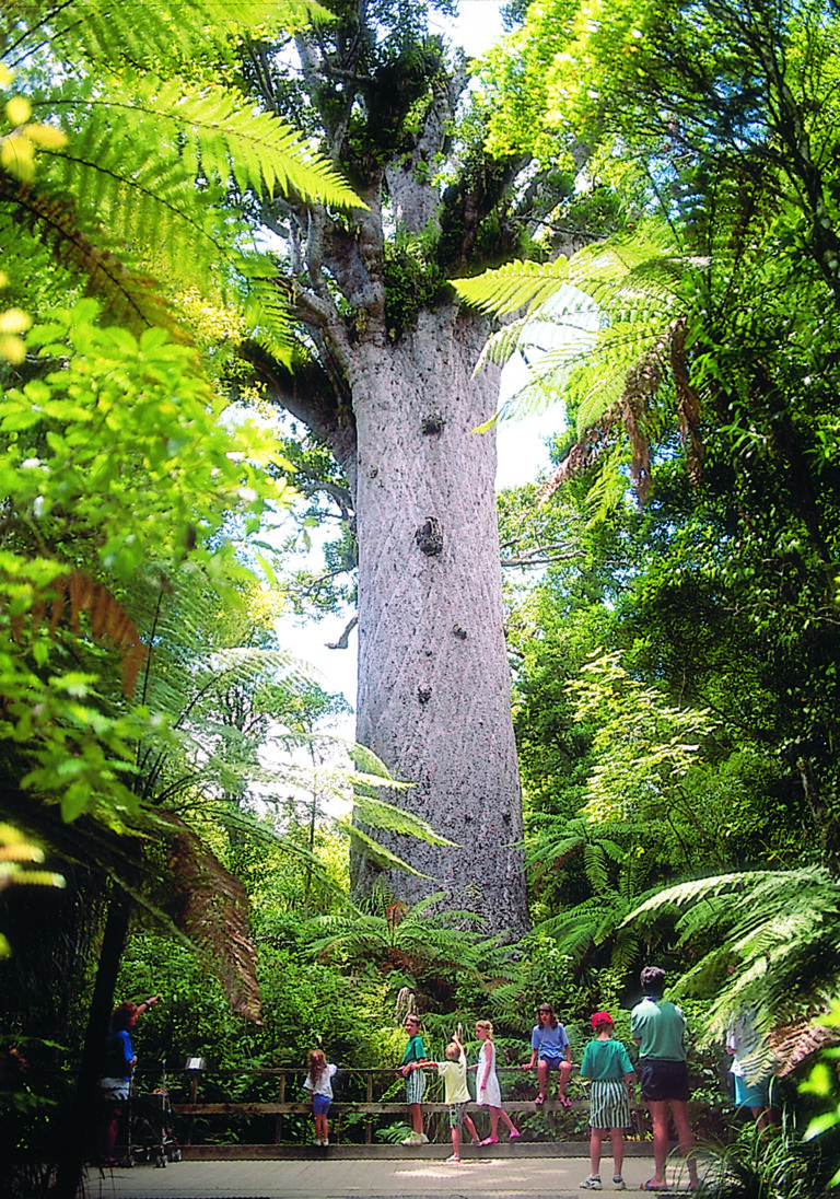 Lords of the forest: Walking among New Zealand’s kauri trees | Canadian ...