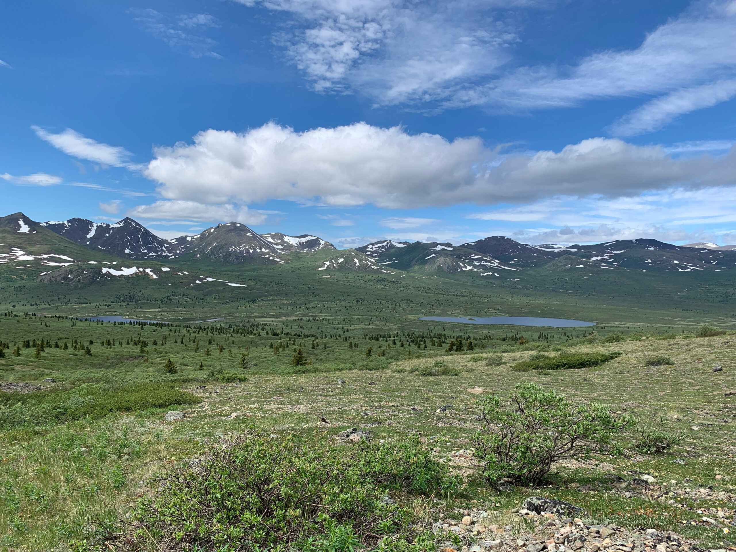 Climate change is affecting vegetation in Yukon. What should we do ...