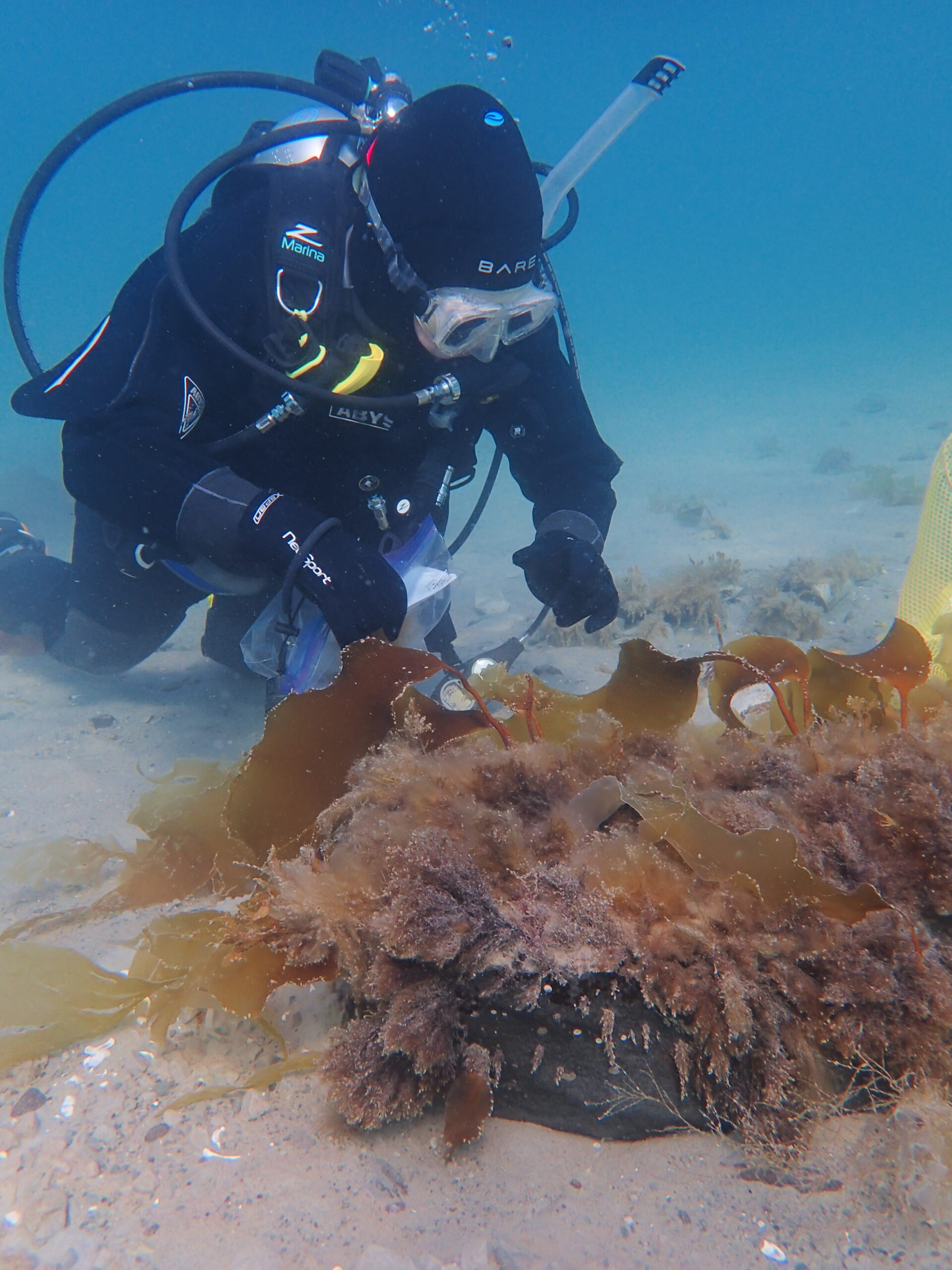 Searching for seaweed in Canada’s Western Arctic | Canadian Geographic
