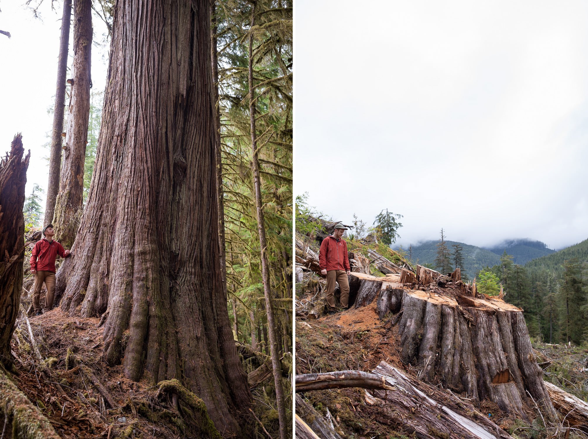 Before and after photos show devastating effects of intensive logging ...