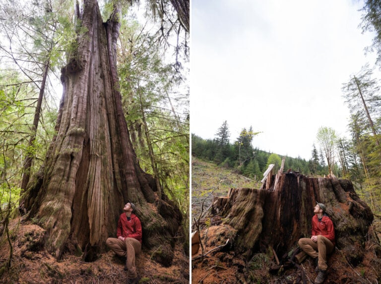 Before and after photos show devastating effects of intensive logging ...