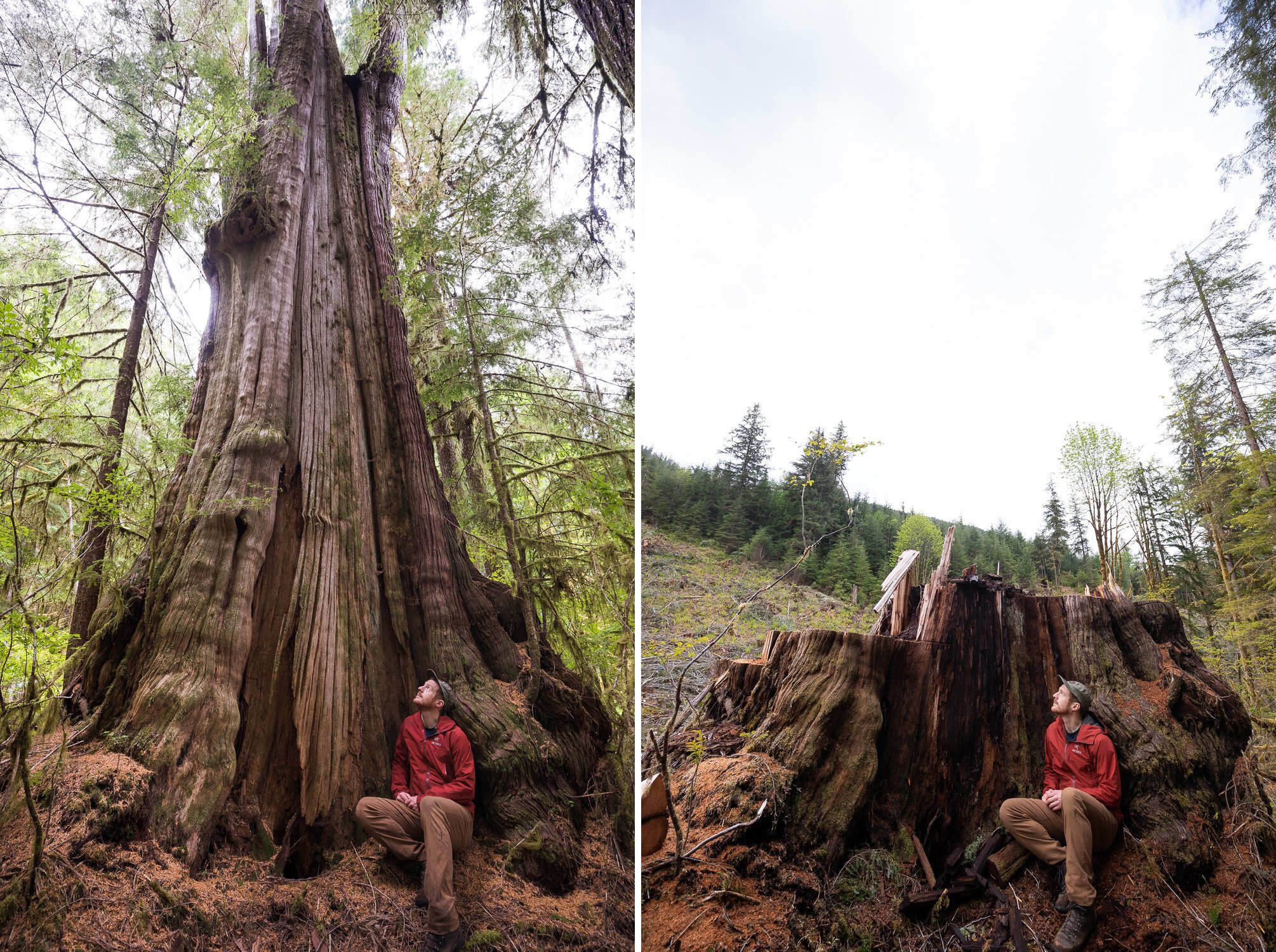 Before and after photos show devastating effects of intensive logging ...