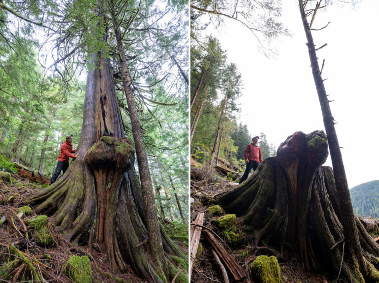 Before and after photos show devastating effects of intensive logging ...