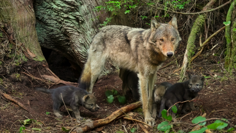Island of the Sea Wolves: behind the scenes of the Netflix hit series ...